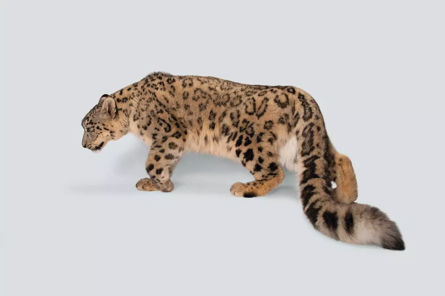 leopard berfê