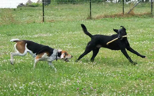 Des chiens de compagnie chanceux reçoivent des traitements expérimentaux contre le cancer avant leurs humains 71105_1