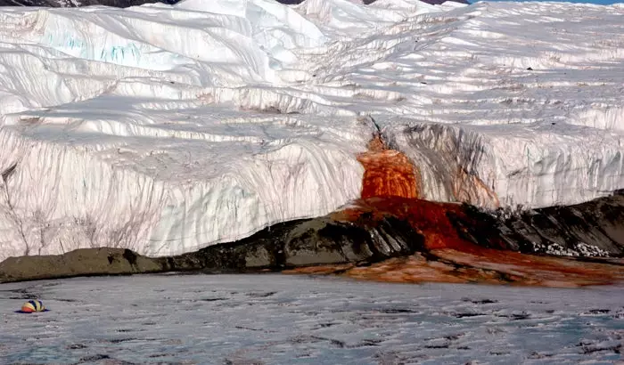 Rayuwa tana bunƙasa ƙasa da Glacier Antarctic 9097_1