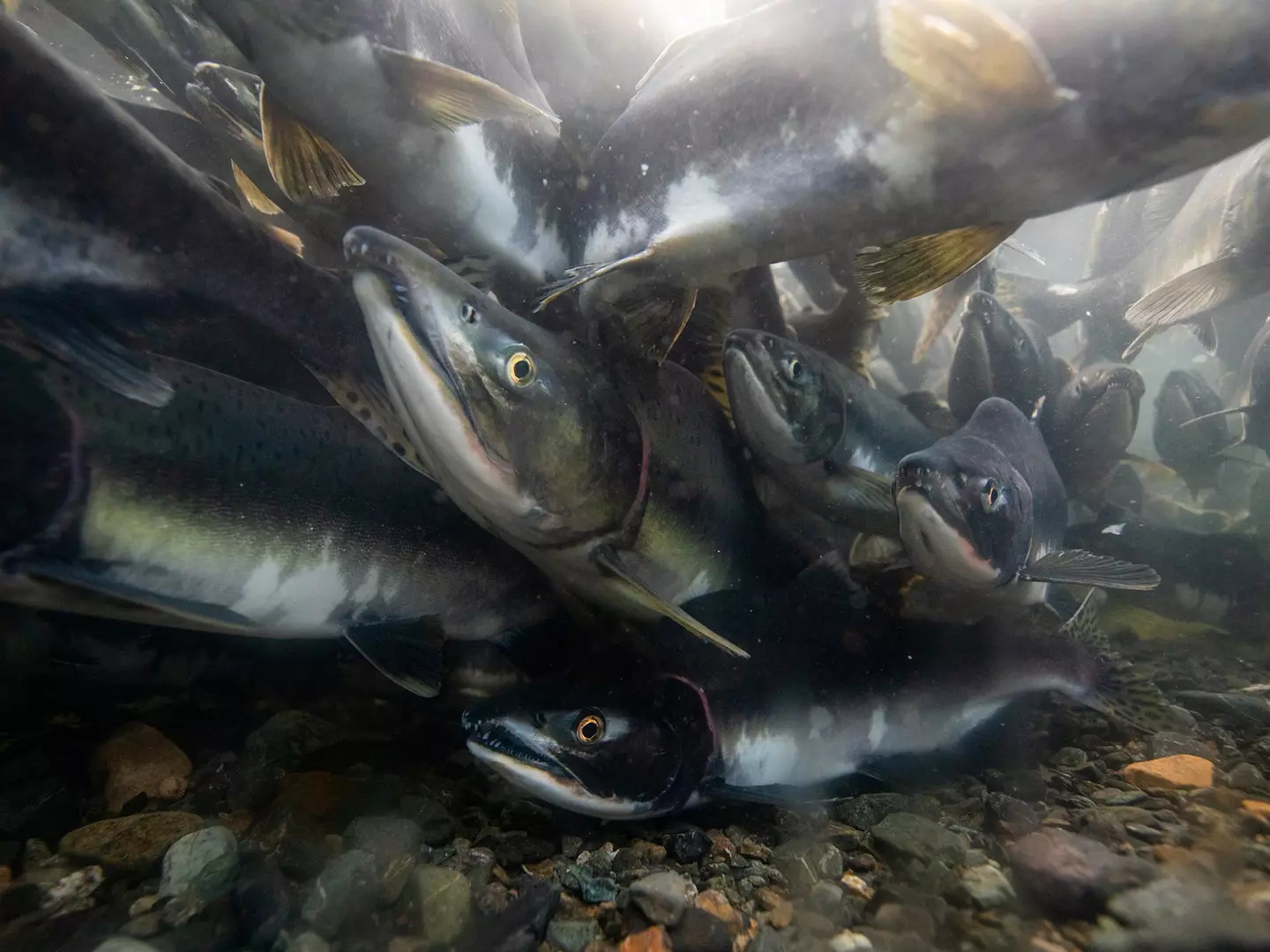 Une photo de saumon dans l'eau.